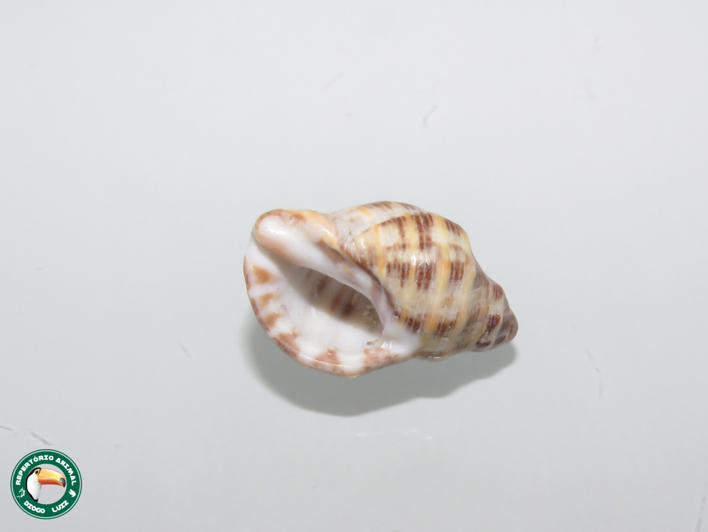 Rusty Rocksnail from Salvador, BA, Brasil on March 9, 2011 at 10:41 PM ...
