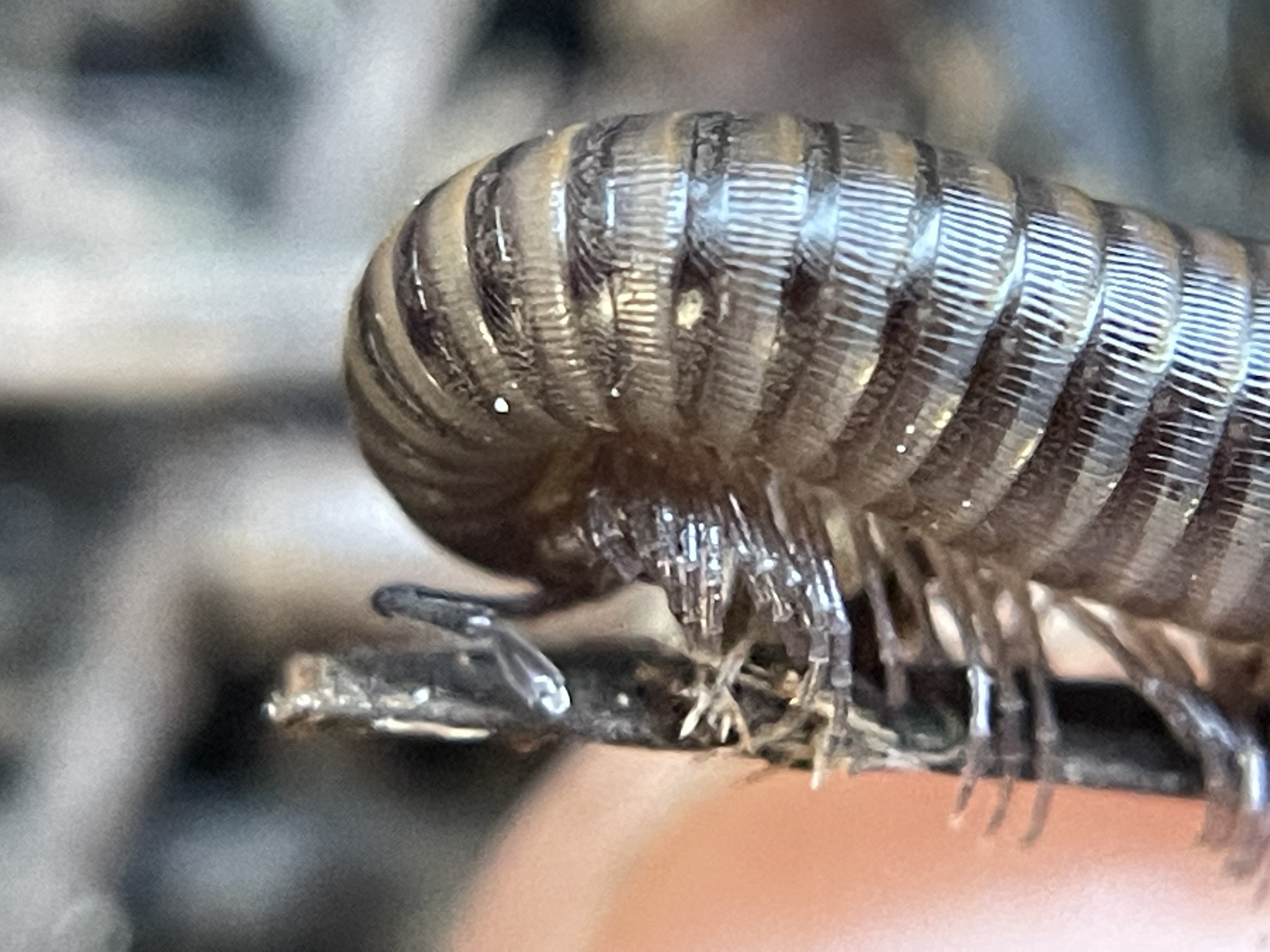 Paeromopodidae