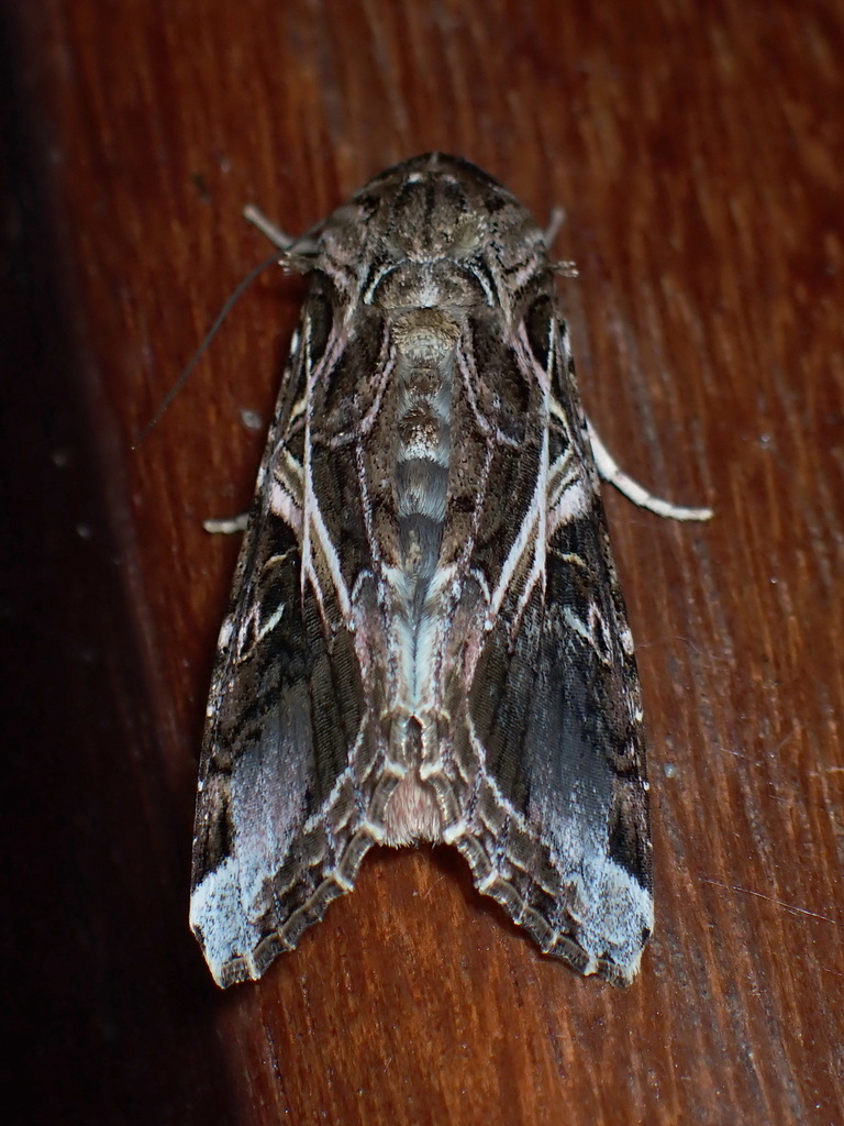 Fall Armyworm Moth from Morona, Ecuador on February 11, 2022 at 09:29 ...