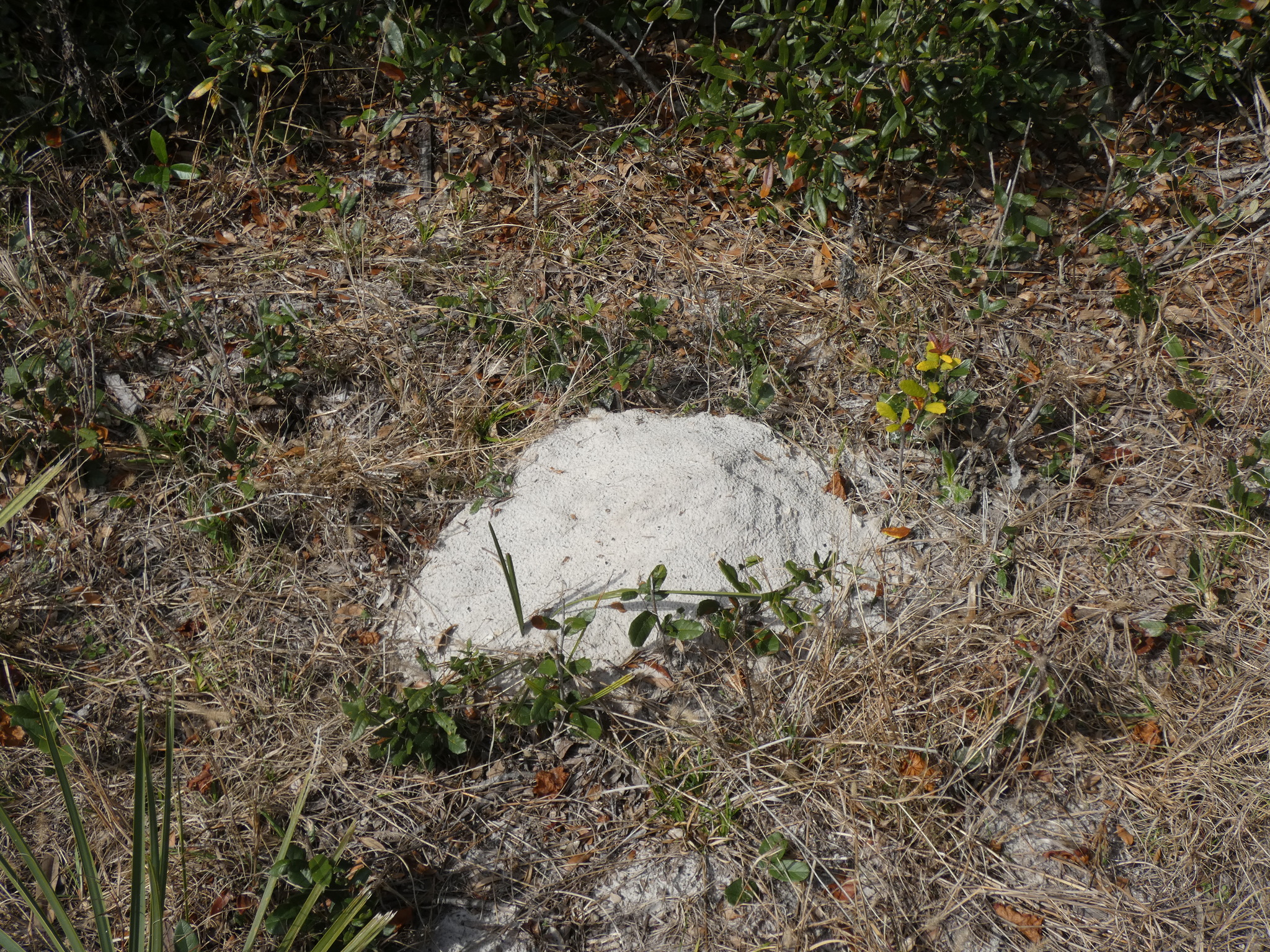 Geomys pinetis Rafinesque, 1817