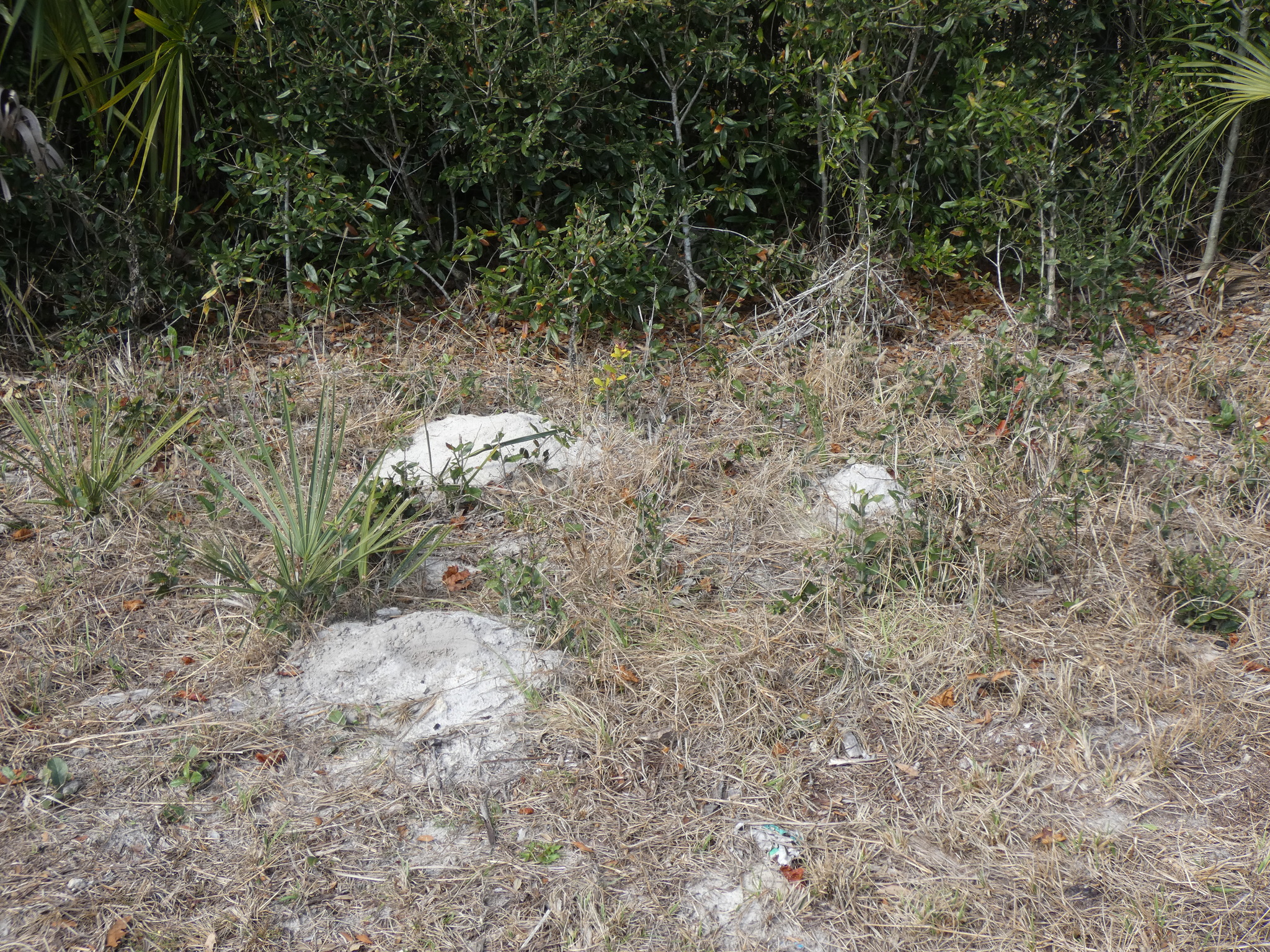 Geomys pinetis Rafinesque, 1817