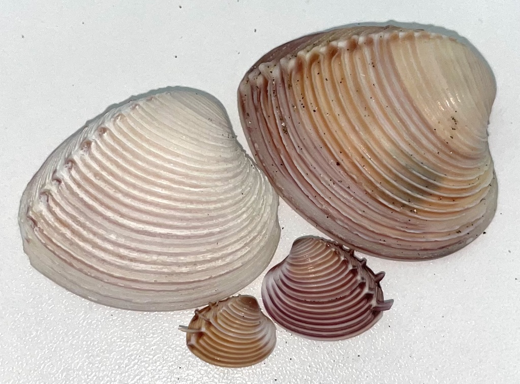 Royal Comb Venus from Colon, PA on February 12, 2022 at 07:11 AM by ...