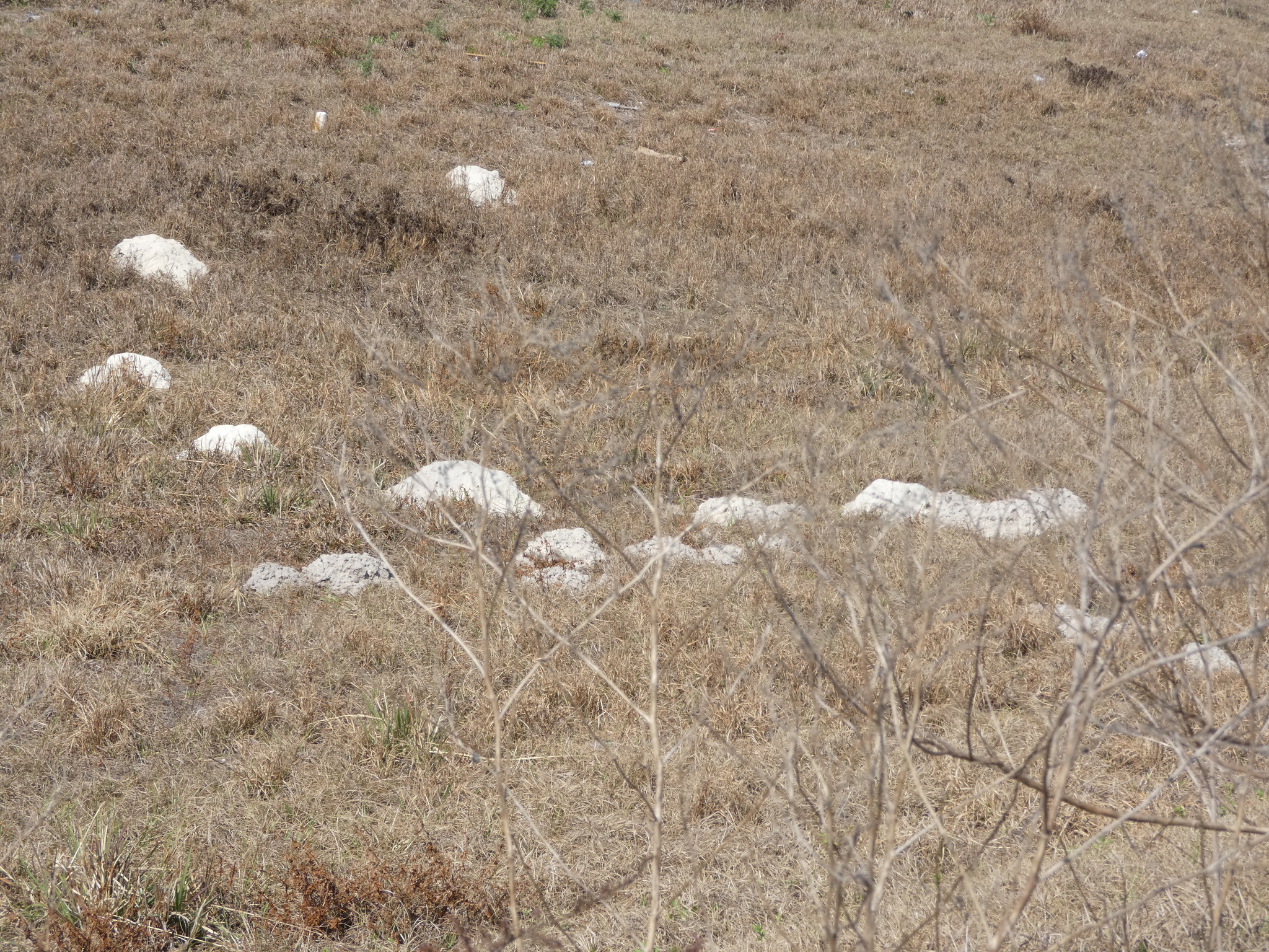 Geomys pinetis Rafinesque, 1817