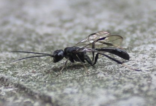 Aulacus dandenongensis · iNaturalist