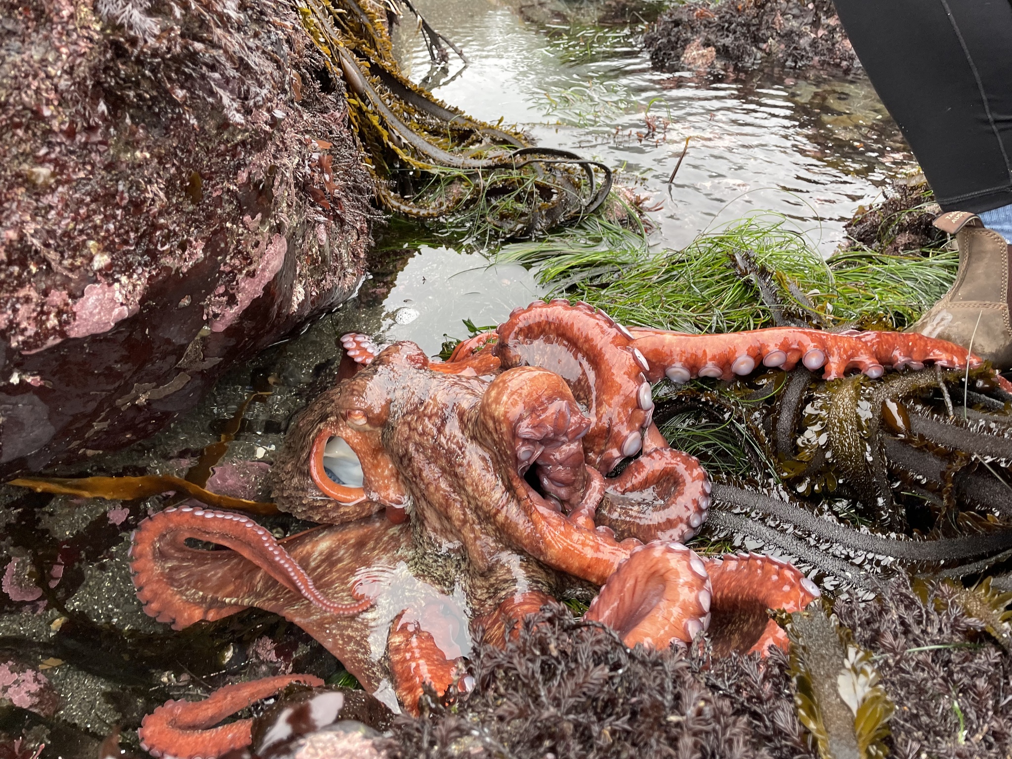 Enteroctopus dofleini (Wülker, 1910)