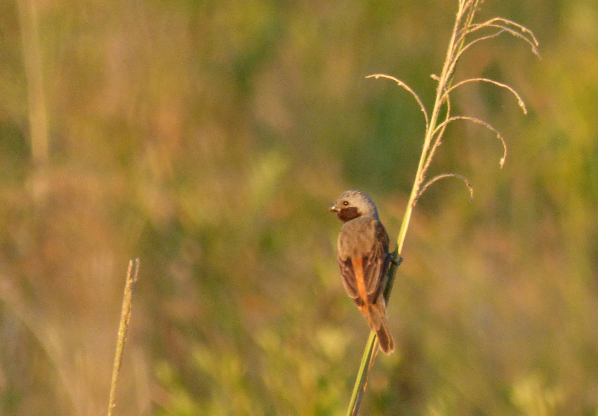 Sporophila ruficollis Cabanis, 1851