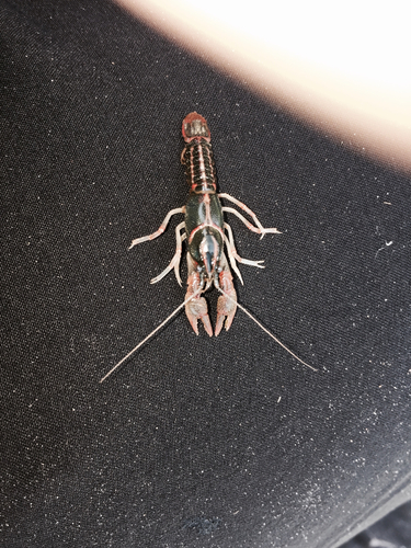 Painted Devil Crayfish (Cambarus ludovicianus) · iNaturalist