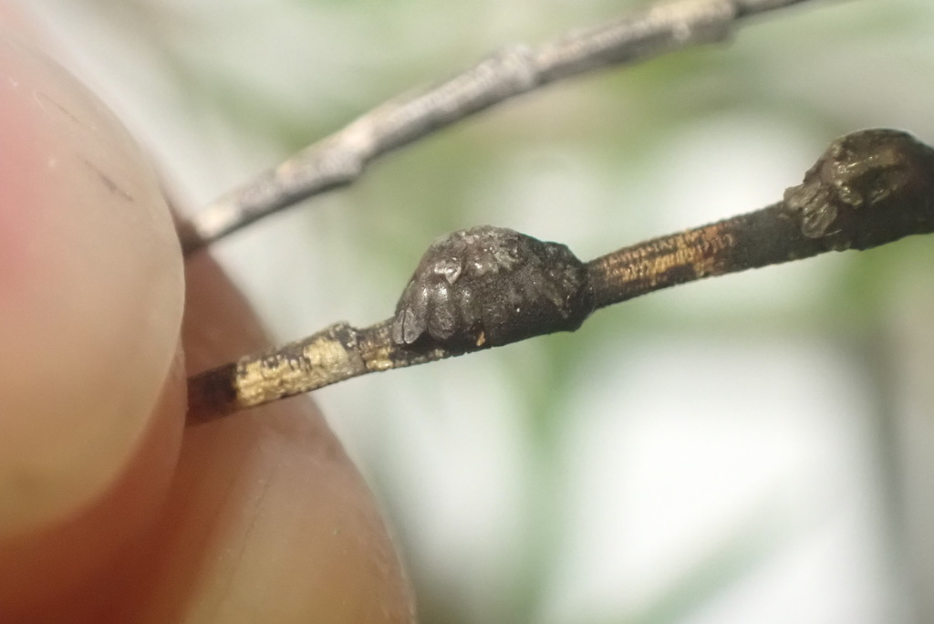 Soft scales from Southland District, Southland, New Zealand on January ...