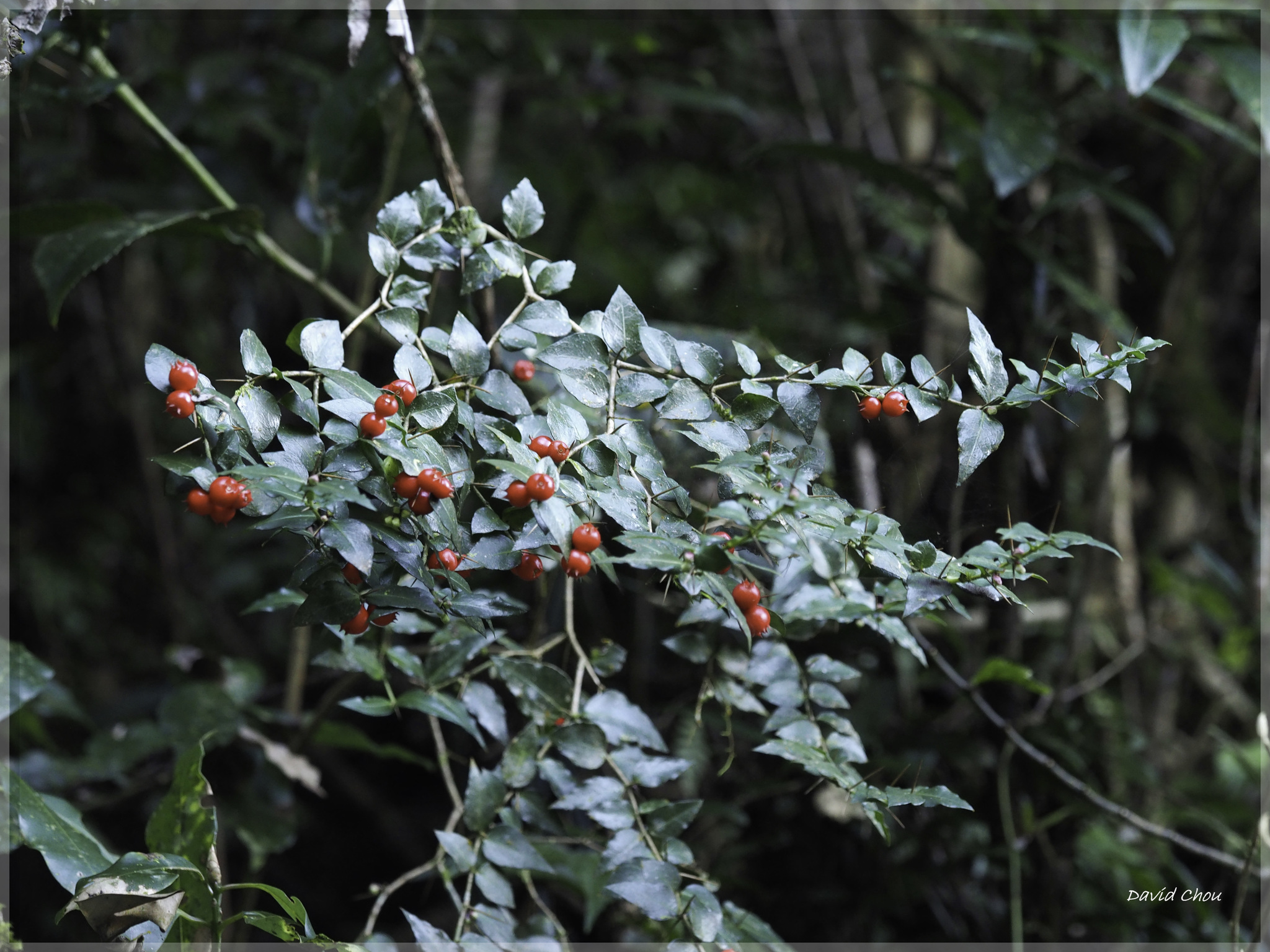 Damnacanthus indicus C.F.Gaertn.