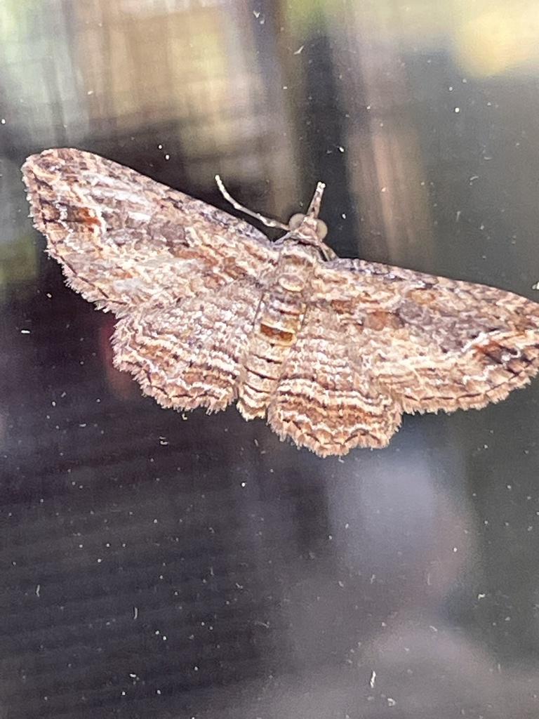 Australian Pug Moth from Frankston South, VIC, AU on February 14, 2022 ...