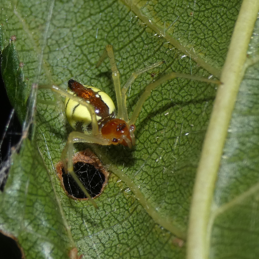 Theridion bicruciatum from Greystone Park, Harare, Zimbabwe on February ...