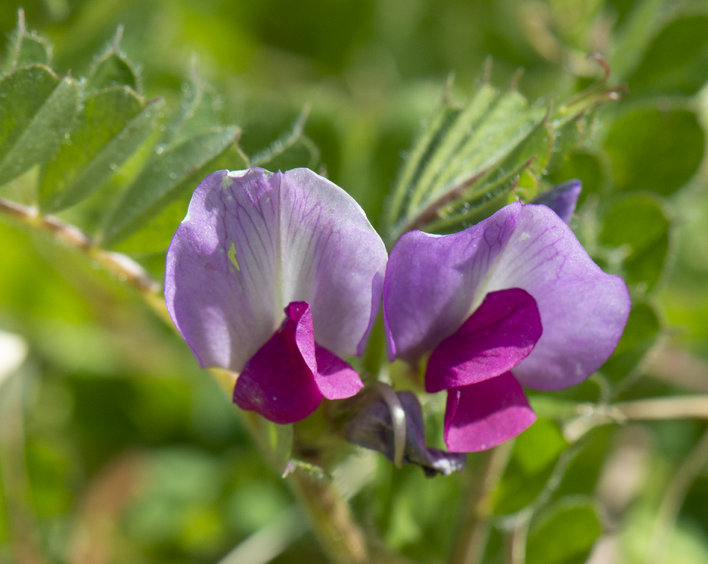 Common Vetch (Vicia sativa) - Botanical Realm