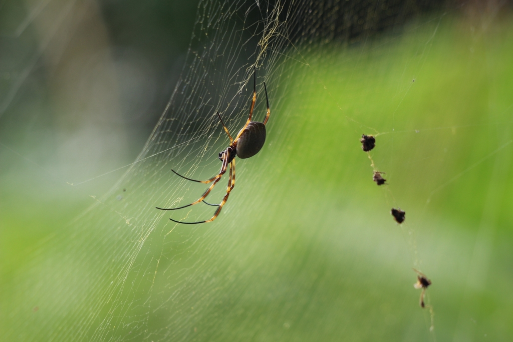 Tiger Spider from Taronga Zoo Sydney on April 6, 2021 at 05:06 PM by ...