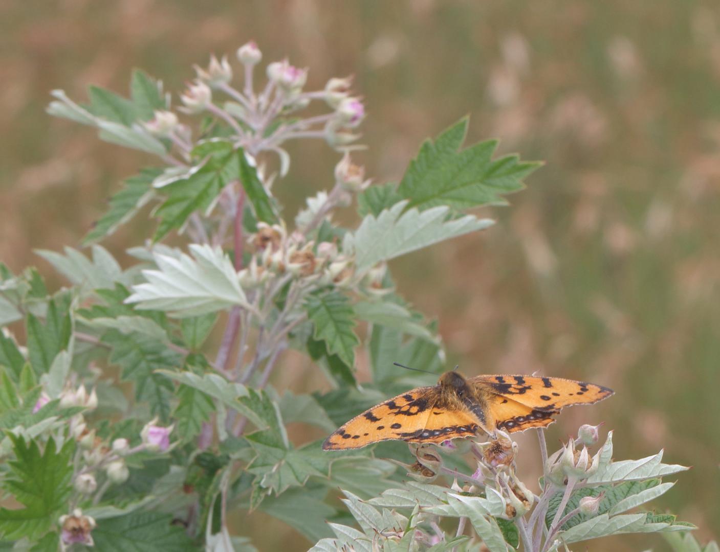 Catacroptera Karsch, 1894