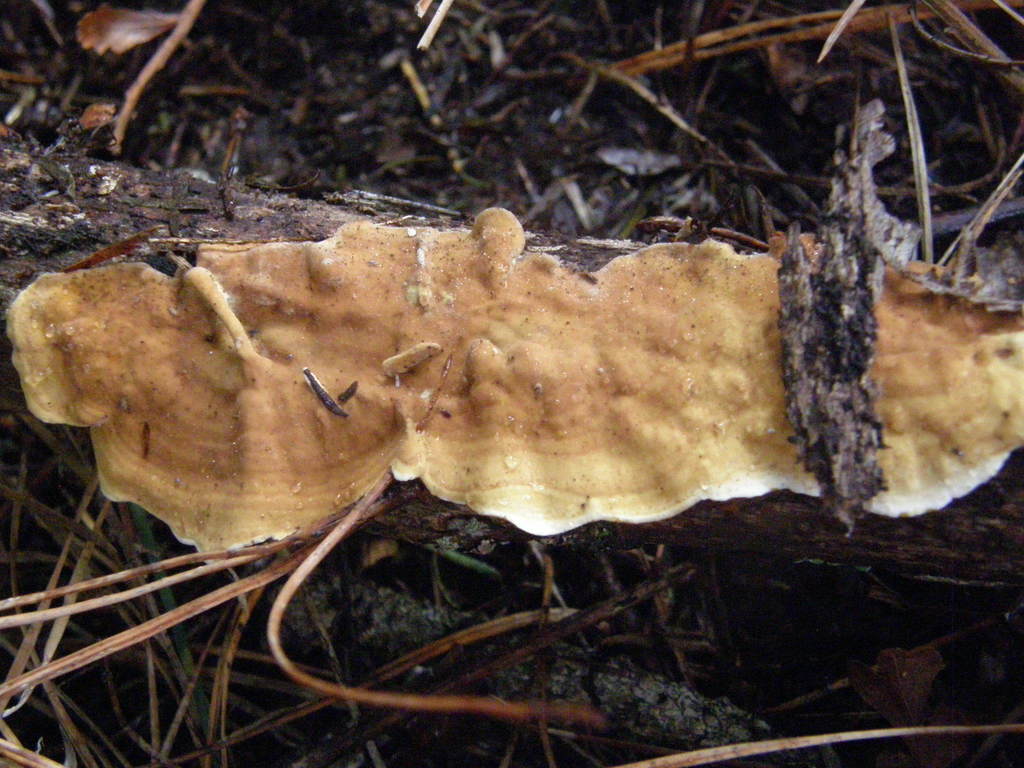 Stereum versicolor from Huntly, New Zealand on May 14, 2018 at 11:37 AM ...