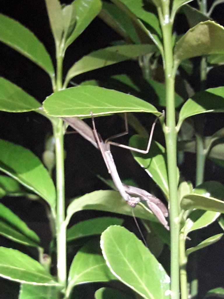 Narrow-winged Mantis from 南竿鄉 on July 25, 2020 at 09:52 AM by Tahic ...