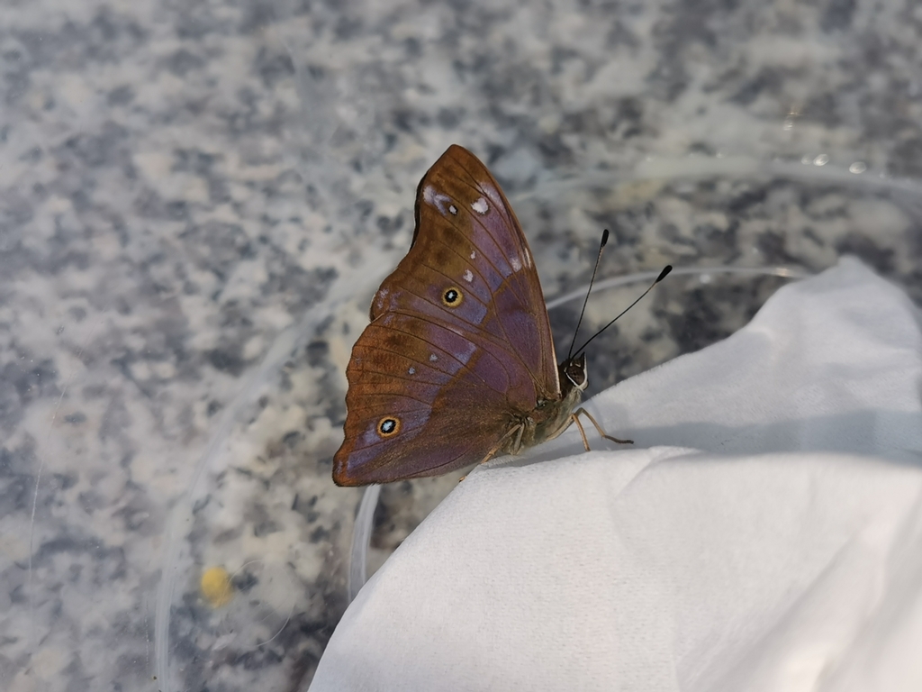 Chitoria modesta from Guiyang, CN-GZ, CN on April 16, 2021 at 05:06 PM ...