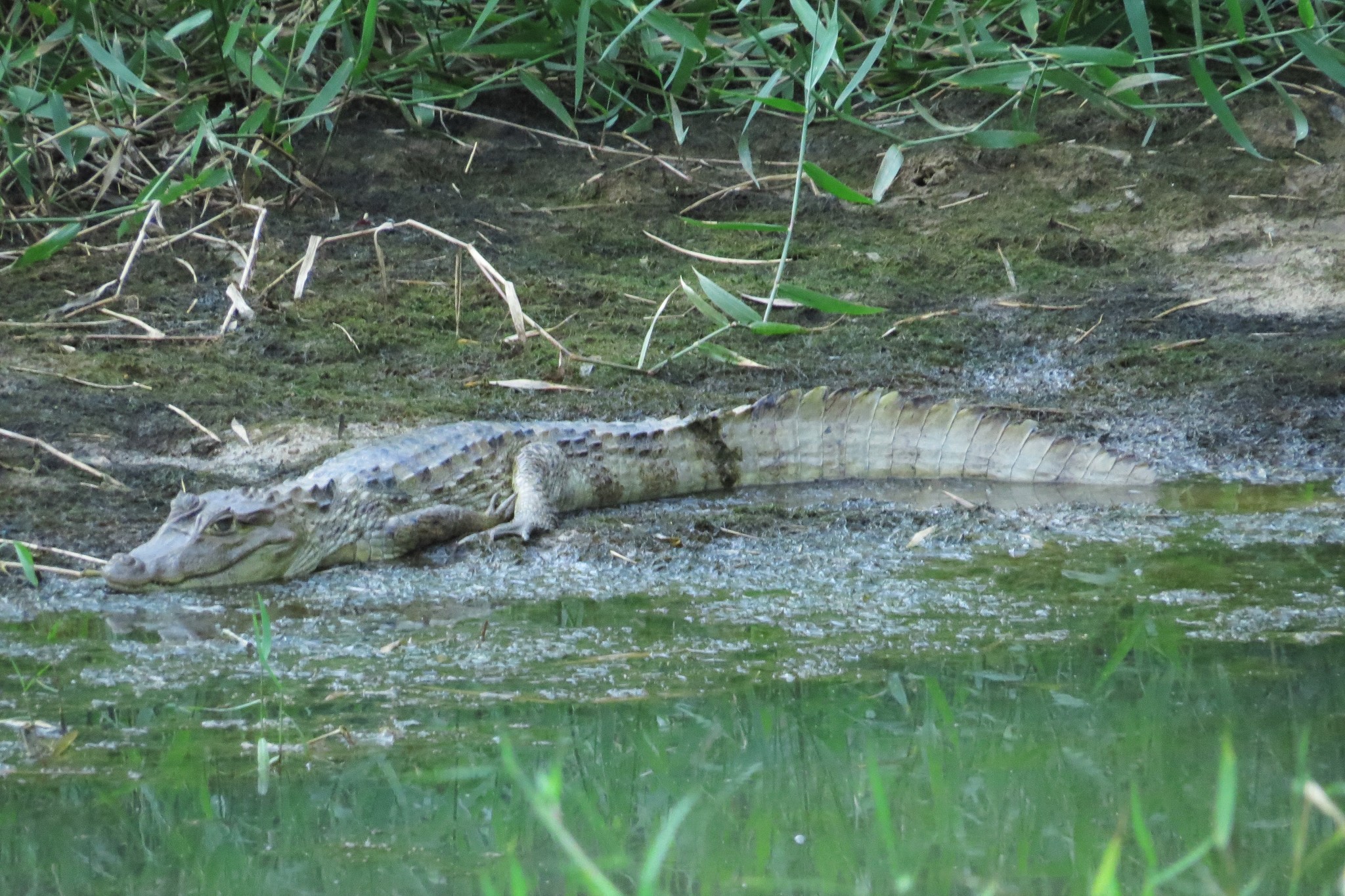 Caiman crocodilus fuscus (Cope, 1868)
