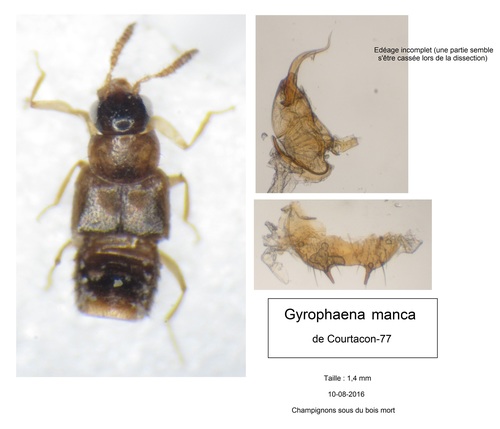 Gyrophaena manca · NaturaLista Colombia
