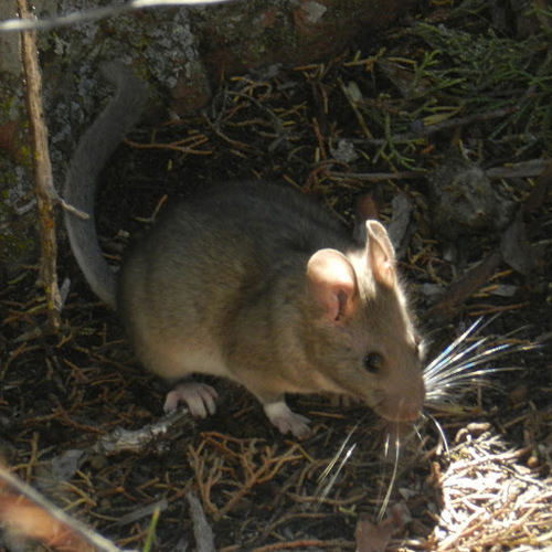 Bushy-tailed Wood Rat (Wildlife of Lory State Park) · iNaturalist