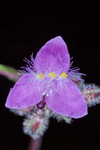 (Tripogandra montana)