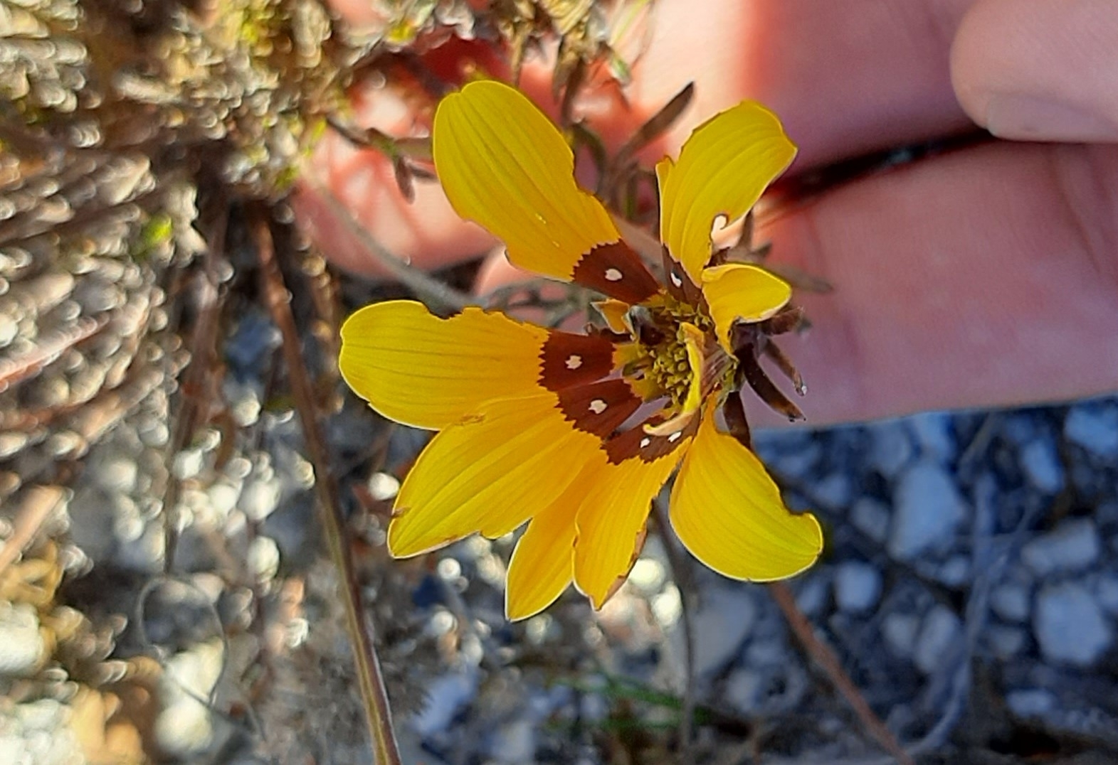 Gazania pectinata (Thunb.) Hartw.