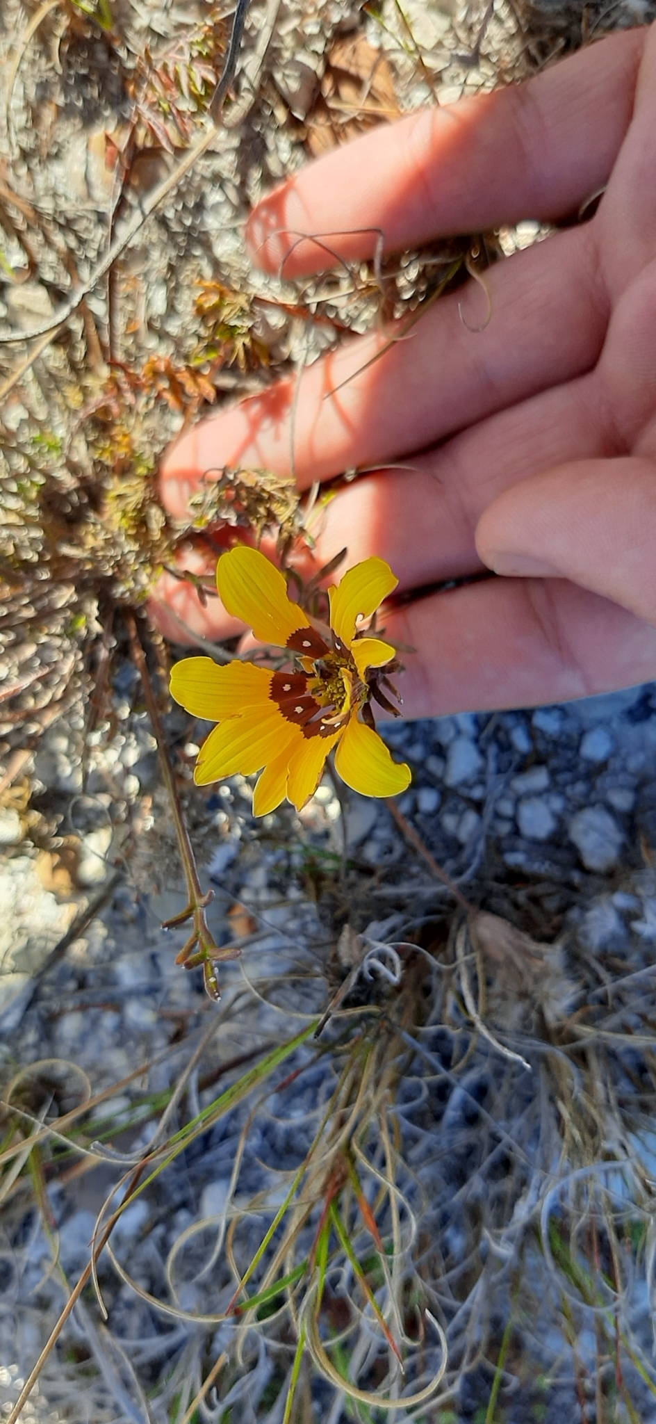 Gazania pectinata (Thunb.) Hartw.