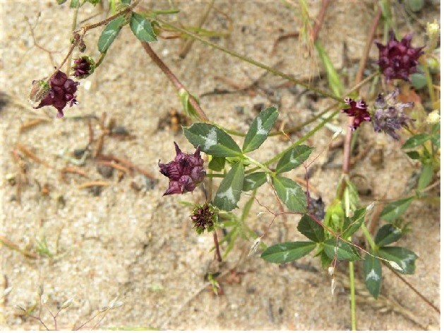 cowbag clover from Monterey County, CA, USA on April 08, 2019 by ...