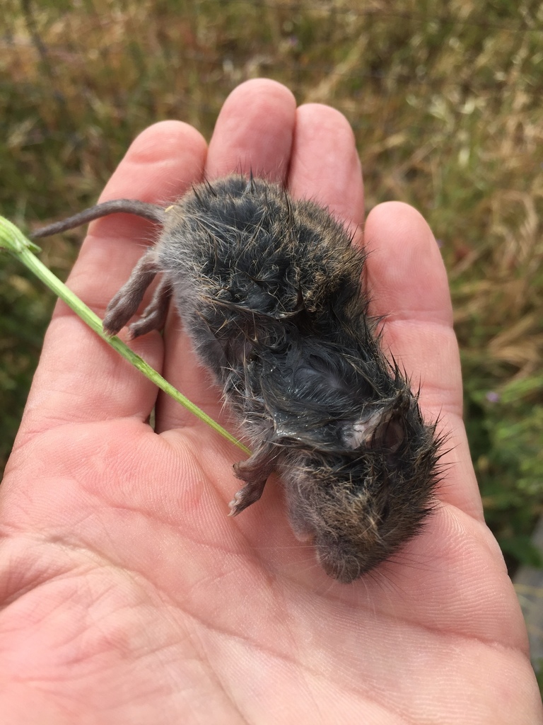 California Vole from 17932 Lyons Valley Rd, Jamul, CA, US on May 13 ...