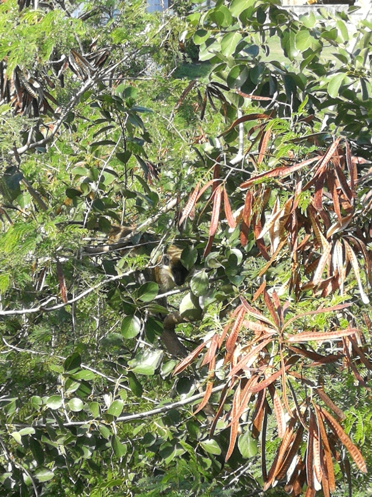 Savannah Monkeys from Sint Maarten on February 14, 2022 at 02:27 PM by ...