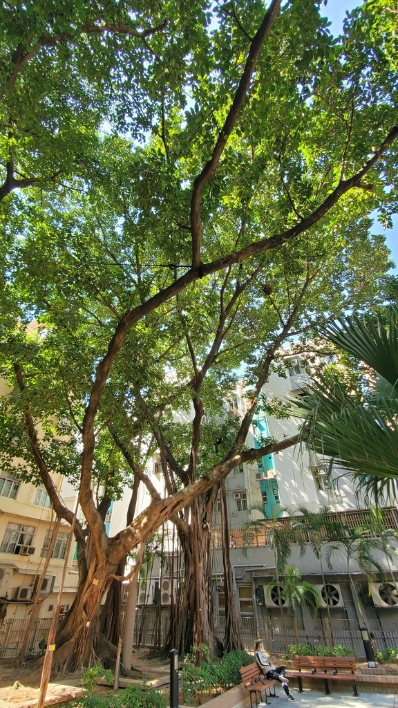 Mountain Fig from Ying Hing Street Recreation Ground San Po Kong, Hong ...