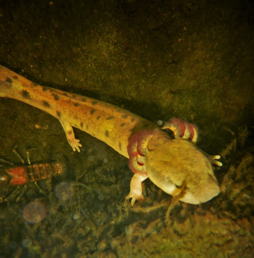 Common Mudpuppy from Leeds and Grenville United Counties, ON, Canada on ...