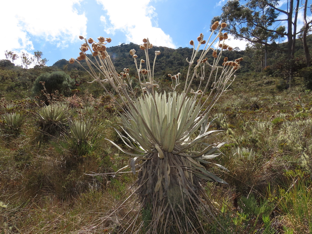 Espeletia perijaensis in February 2022 by Lepidoptera Colombiana ...