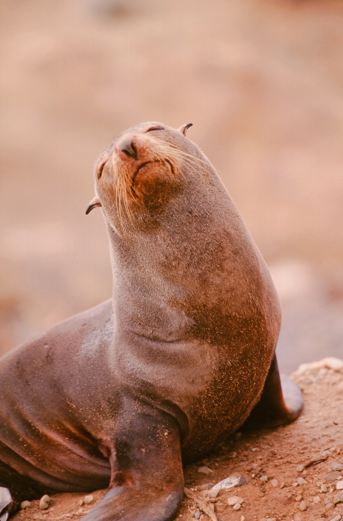 Eared Seals (Otariidae) - Know Your Mammals