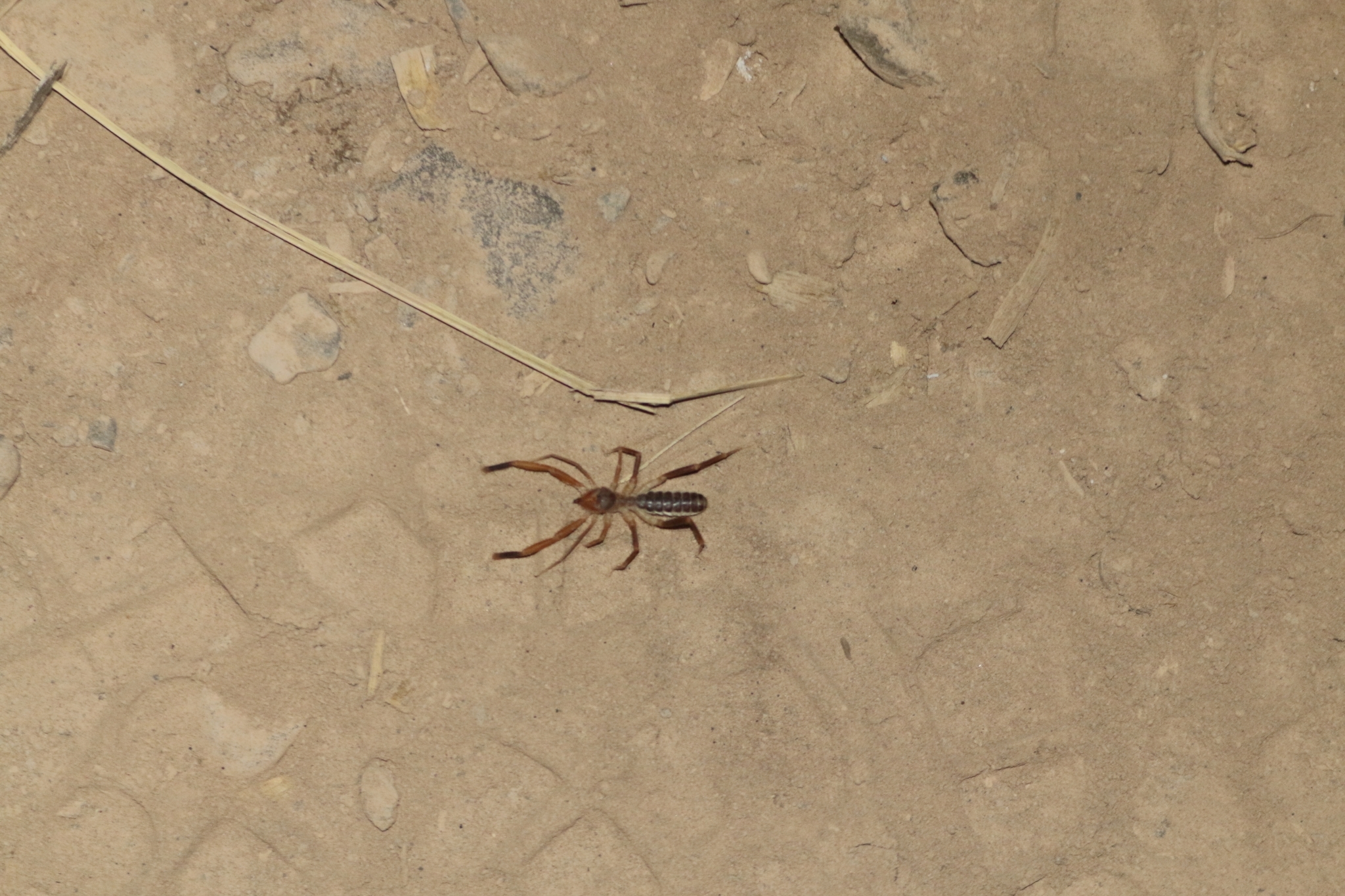 Solifugae