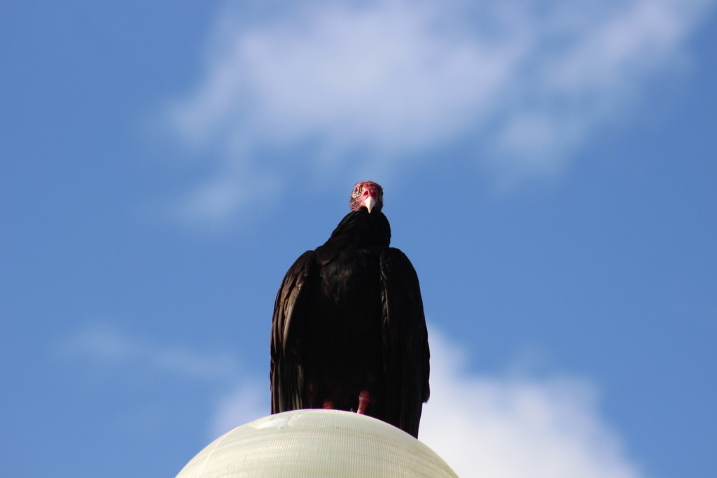 Turkey Vulture from 10, Cancún, Q.R., México on February 5, 2022 at 10: ...