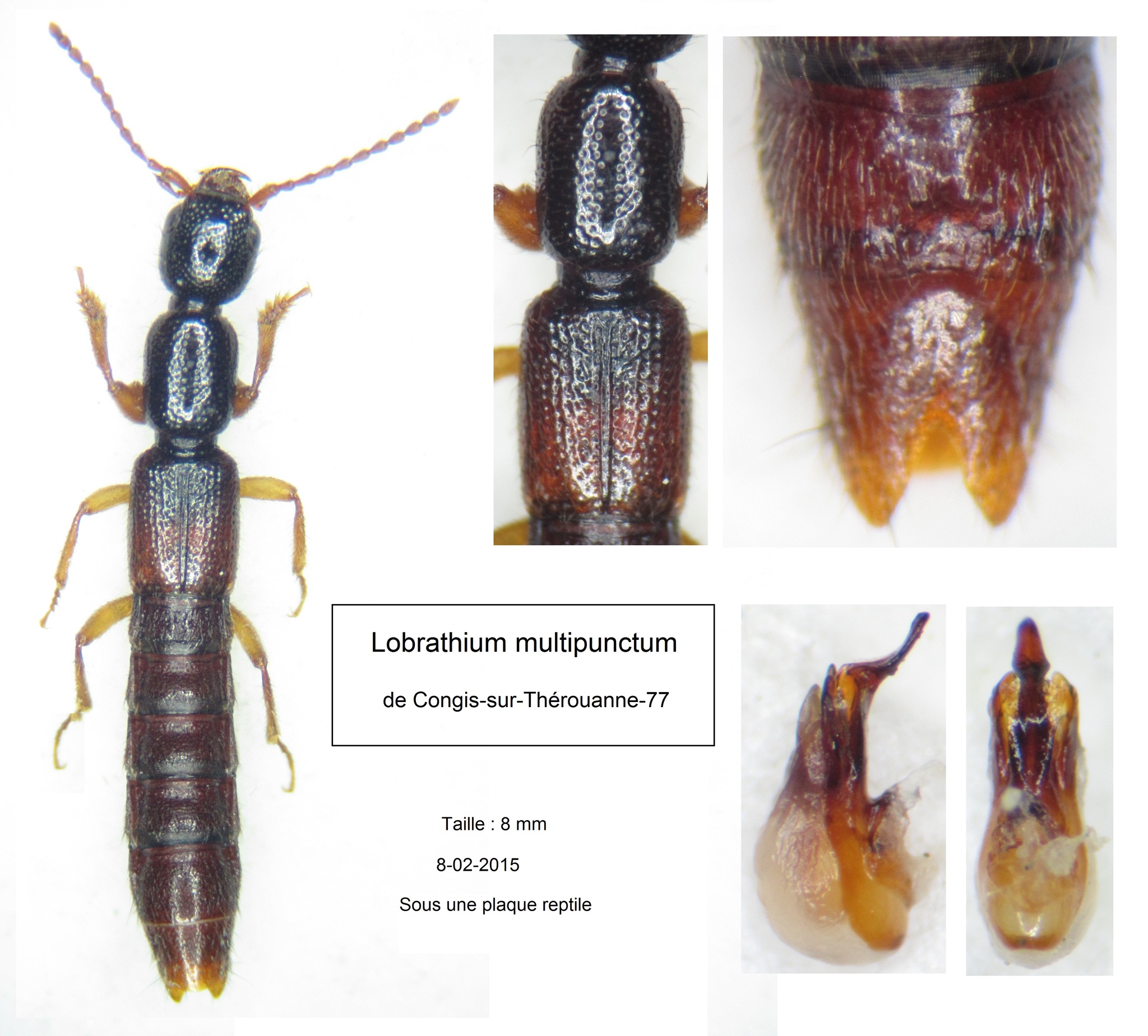 Lobrathium multipunctum (Gravenhorst, 1802)