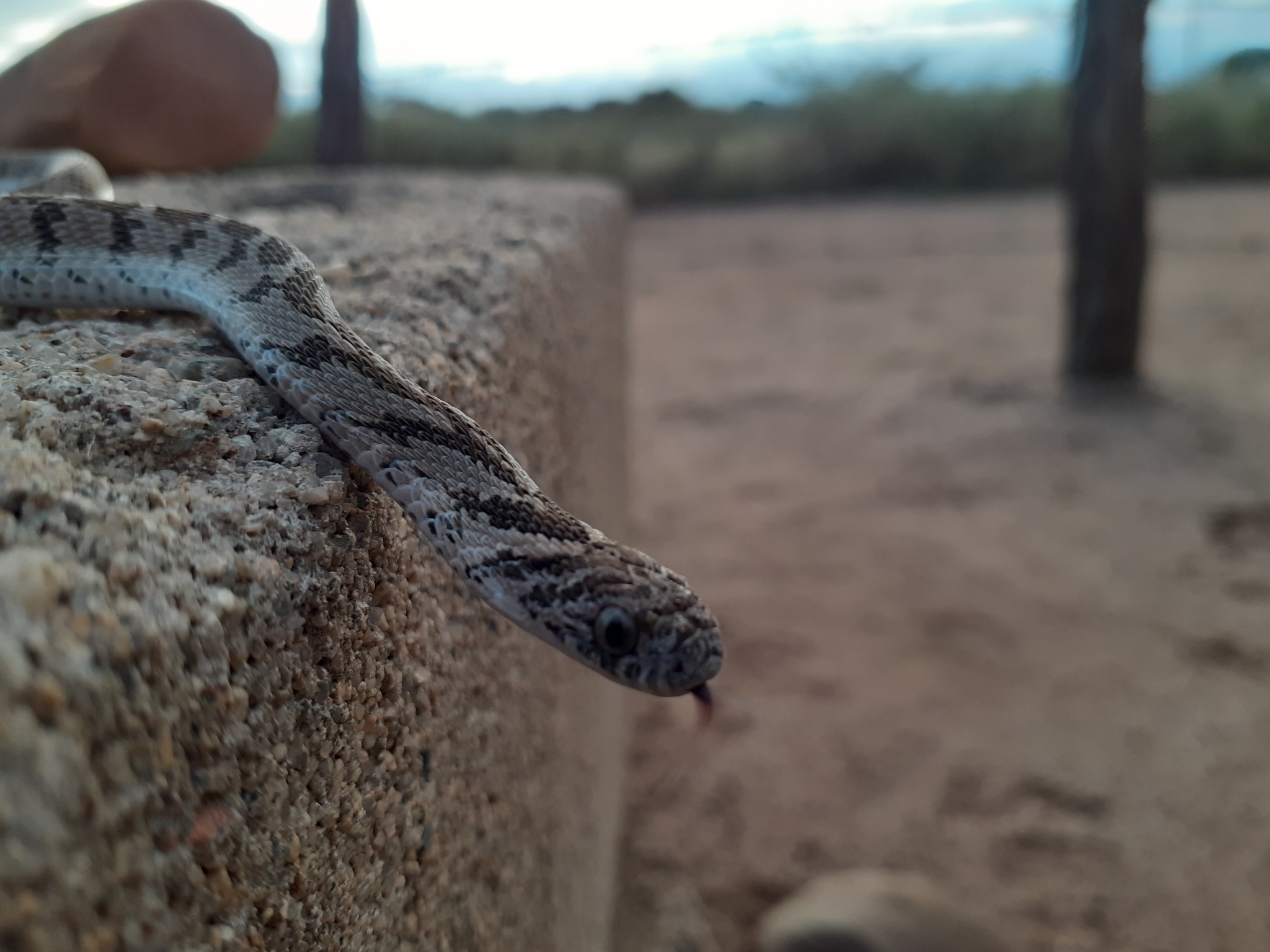 Dasypeltis scabra (Linnaeus, 1758)