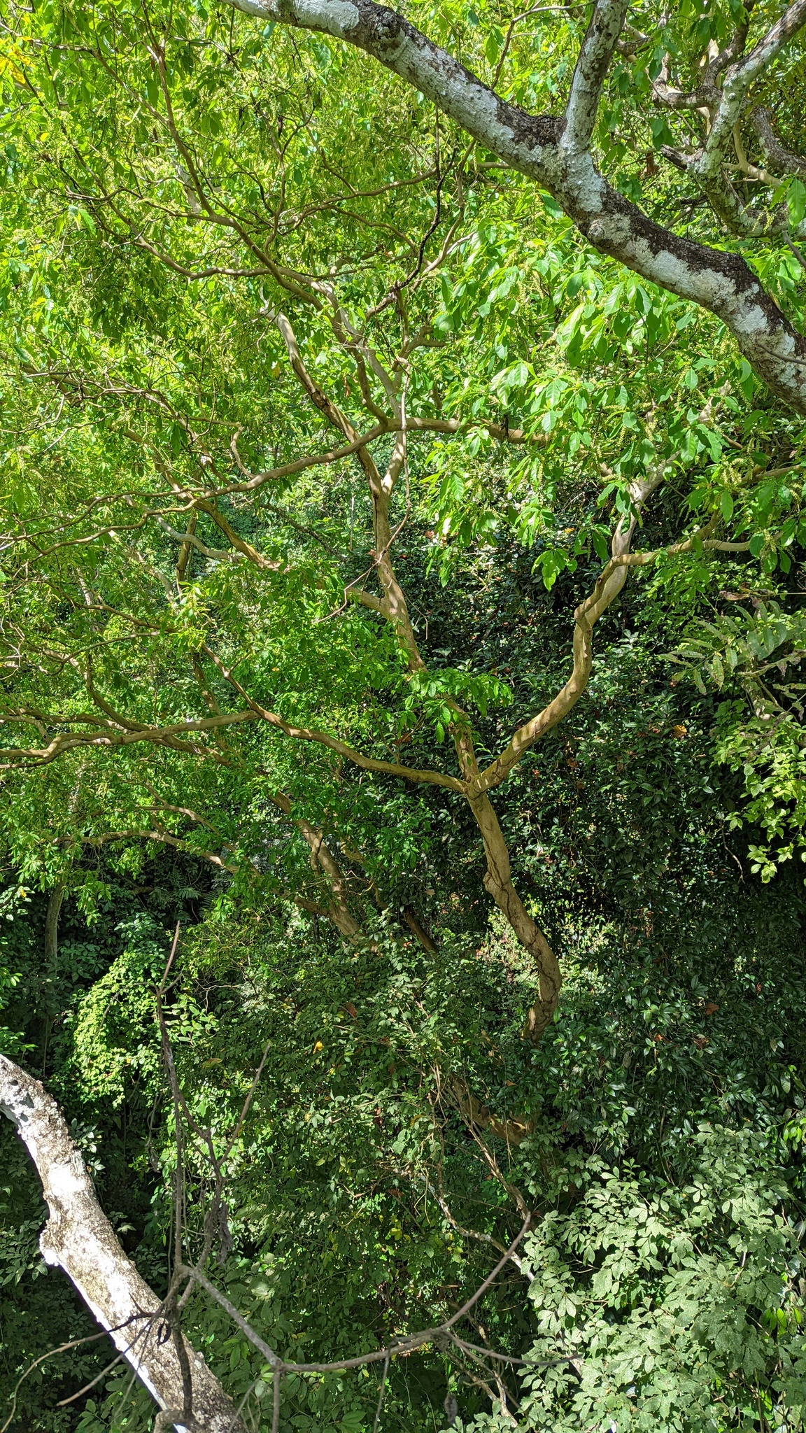 Terminalia oblonga (Ruiz & Pav.) Steud.