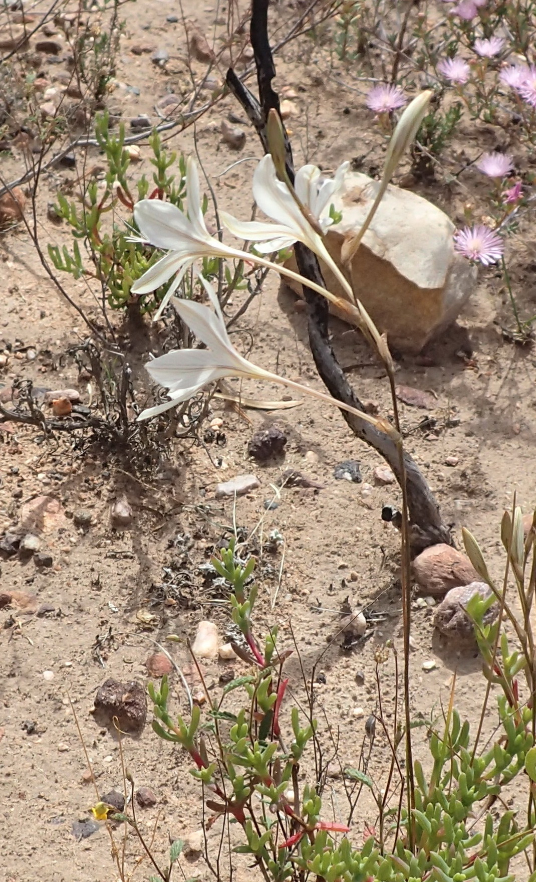 Tritonia bakeri subsp. bakeri