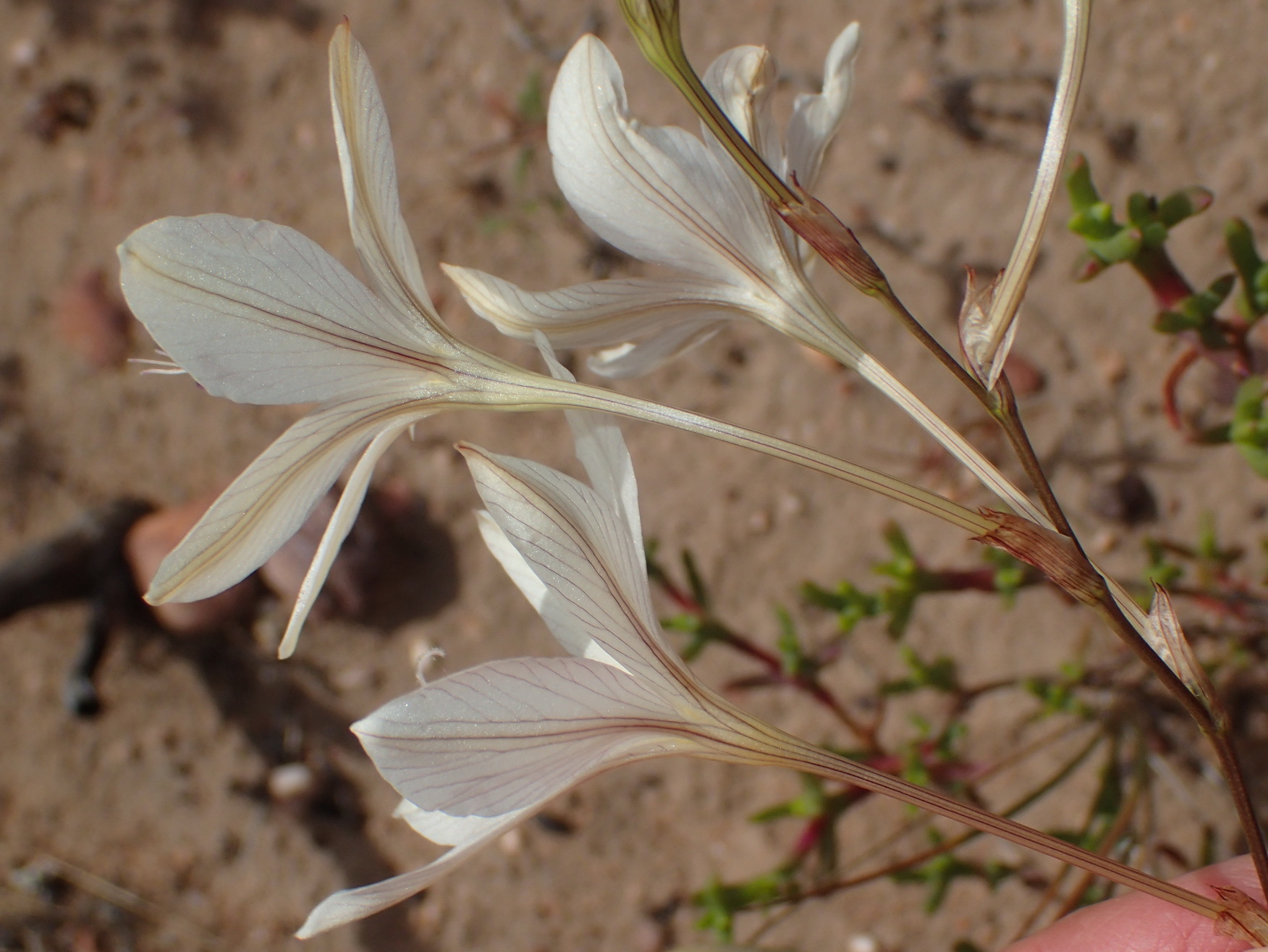 Tritonia bakeri subsp. bakeri