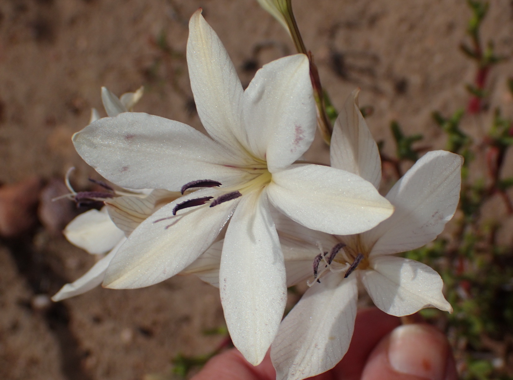 Tritonia bakeri subsp. bakeri