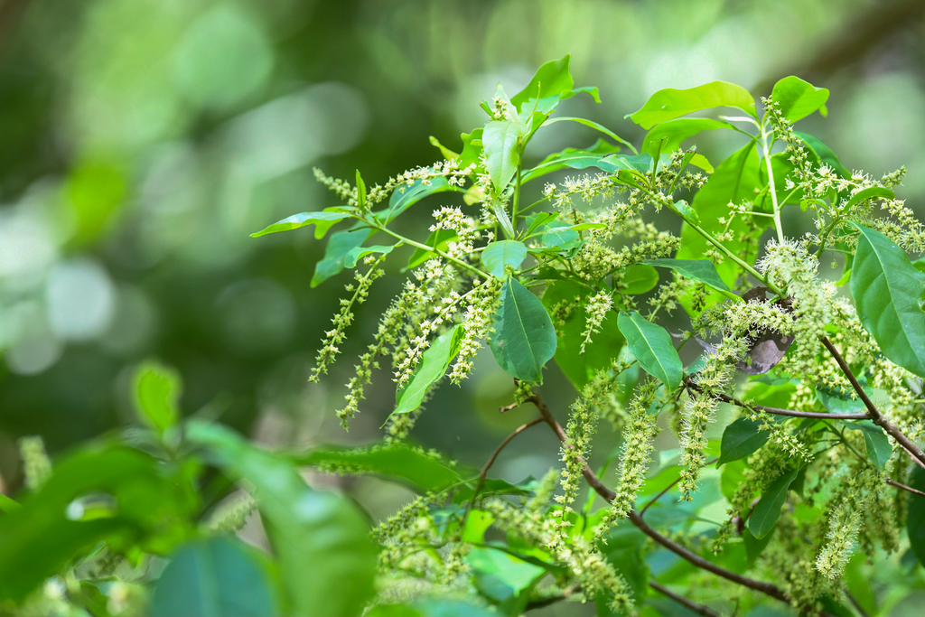 Terminalia oblonga from Puntarenas Province, Costa Rica on January 6 ...