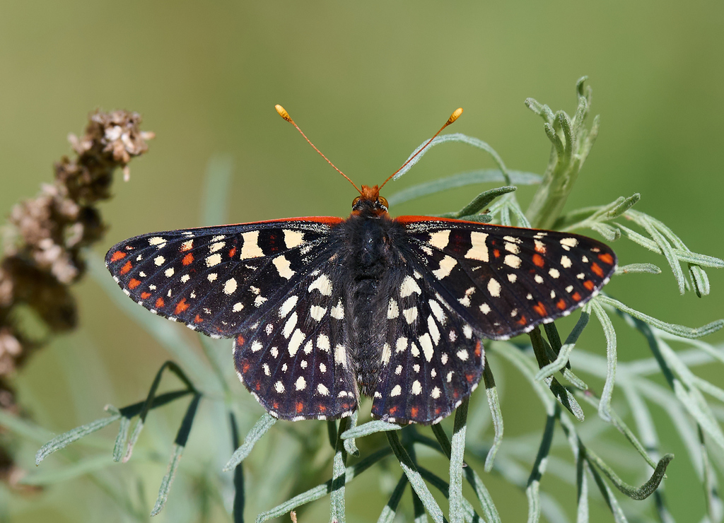 Variable Checkerspot from Alum Rock Park, Santa Clara, California ...