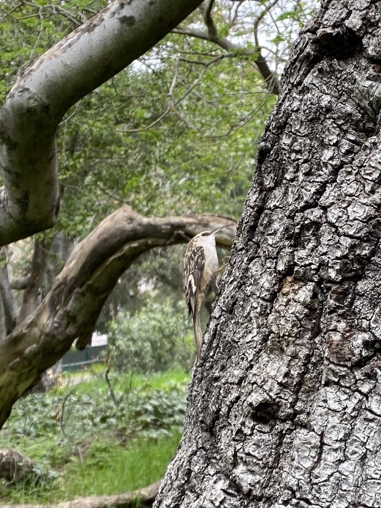 Brown Creeper from University of California - Berkeley, Berkeley, CA ...