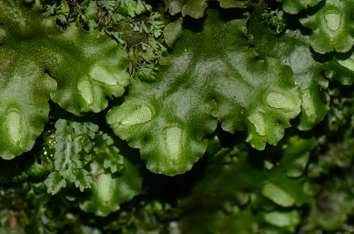 Subspecies Monoclea gottschei elongata · iNaturalist