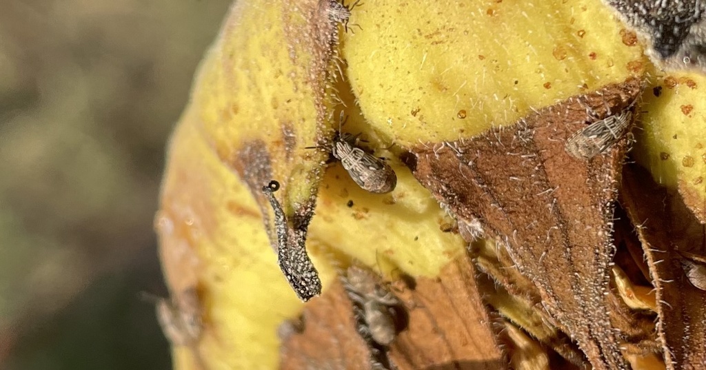 True Bugs from Stirling Walk, Redwood Park, SA, AU on February 15, 2022 ...