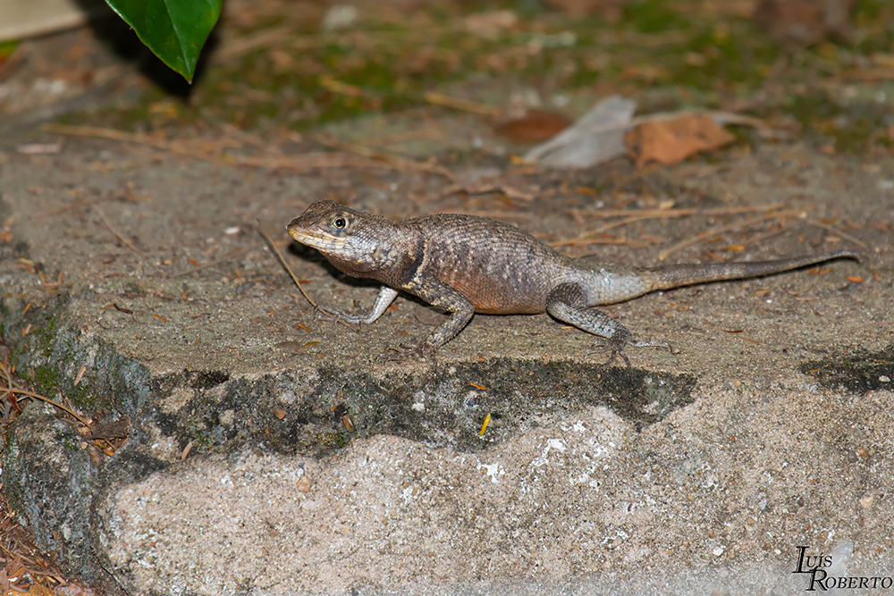 Peters' Lava Lizard from Rodovia PI 112 - Av. Pres. Kennedy, s/n ...