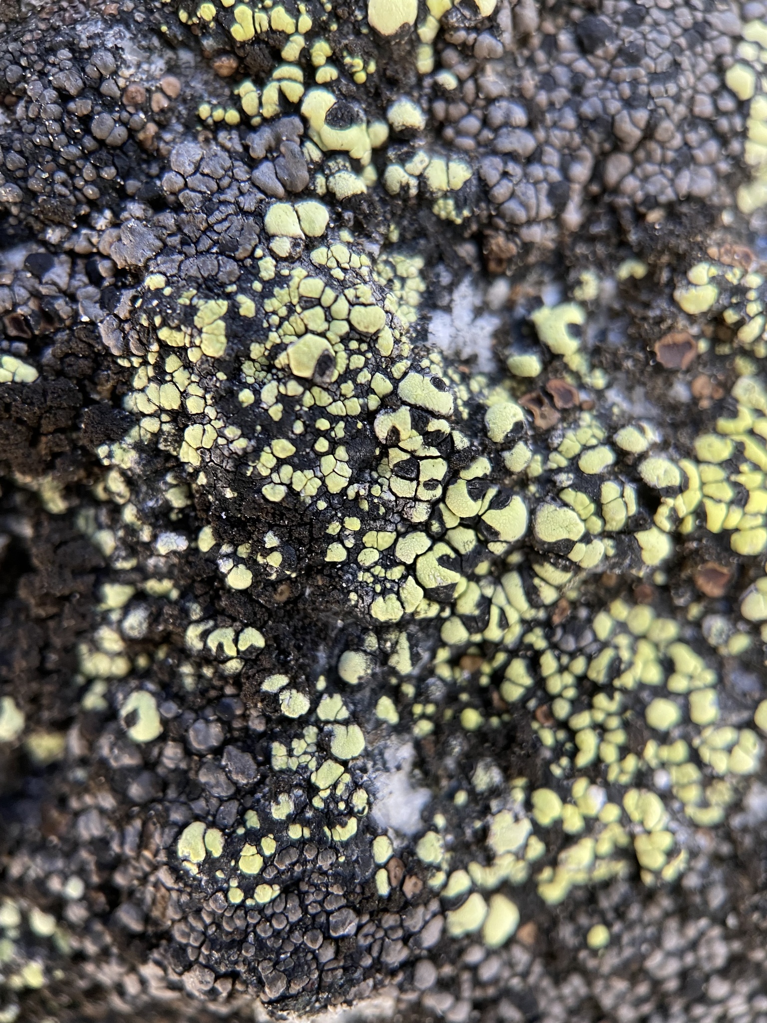 Rhizocarpon lecanorinum Anders