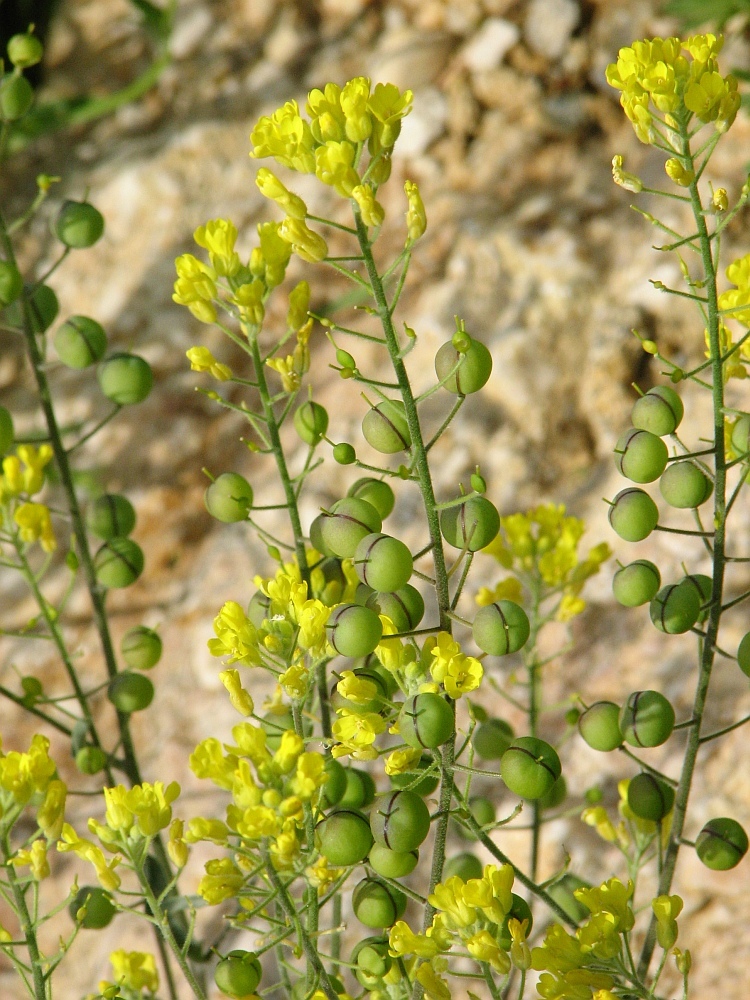 Aurinia sinuata (L.) Griseb.